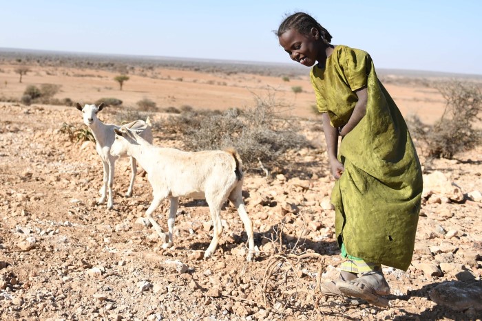 Somali Goat - Breed Profile - Goat Journal